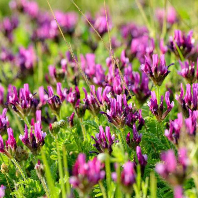 Products – Alywillow